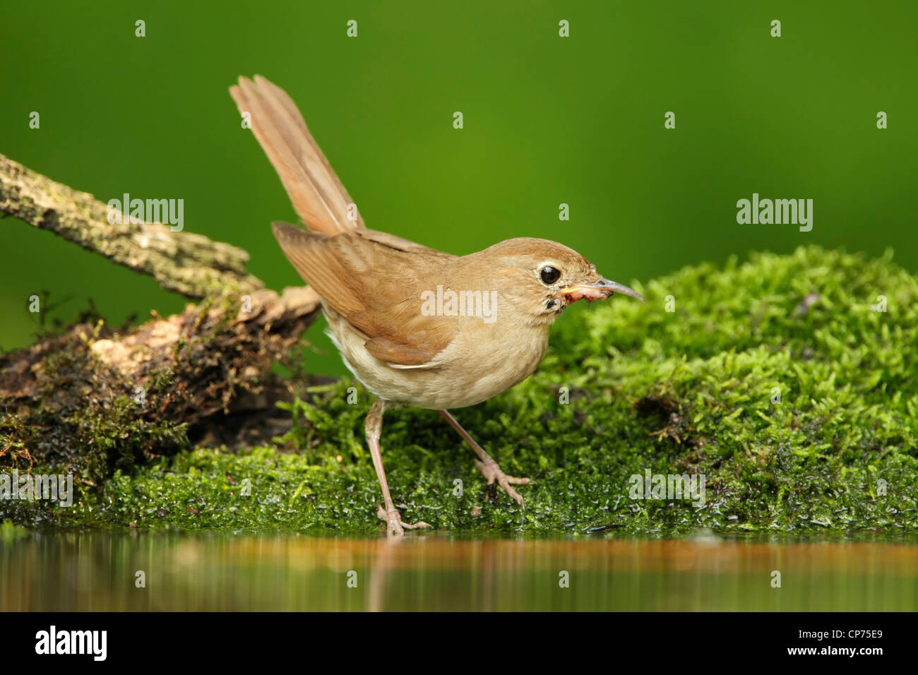 Common nightingale (Luscinia megarhynchos) with a deformed lower ...