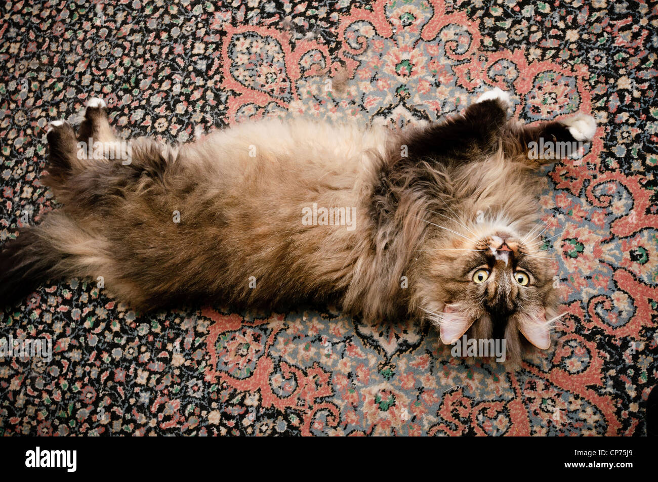 A fluffy cat on its back on a rug Stock Photo - Alamy