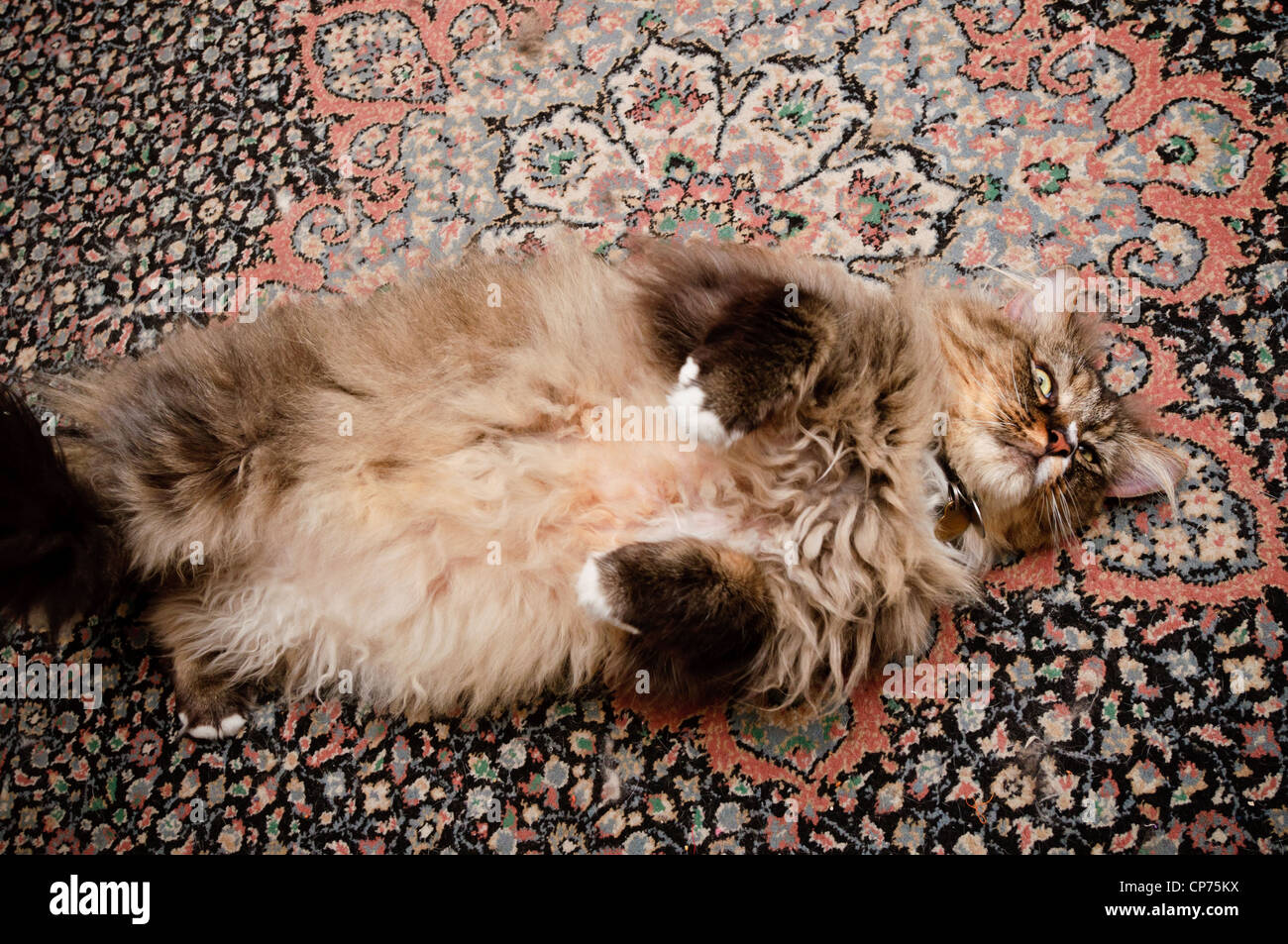 A fluffy cat on its back on a rug Stock Photo - Alamy
