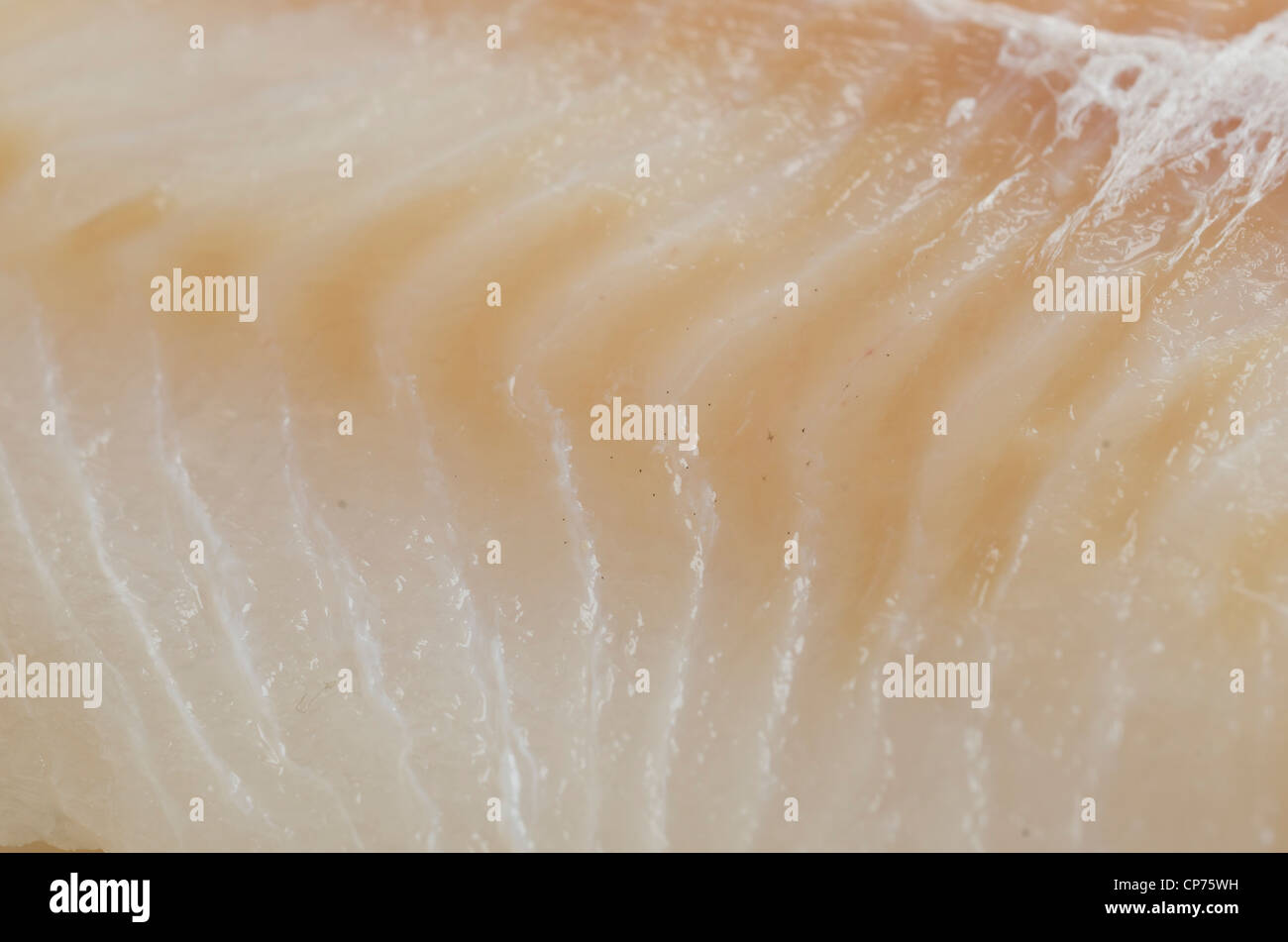 Close up of fresh raw cod fillet Stock Photo - Alamy