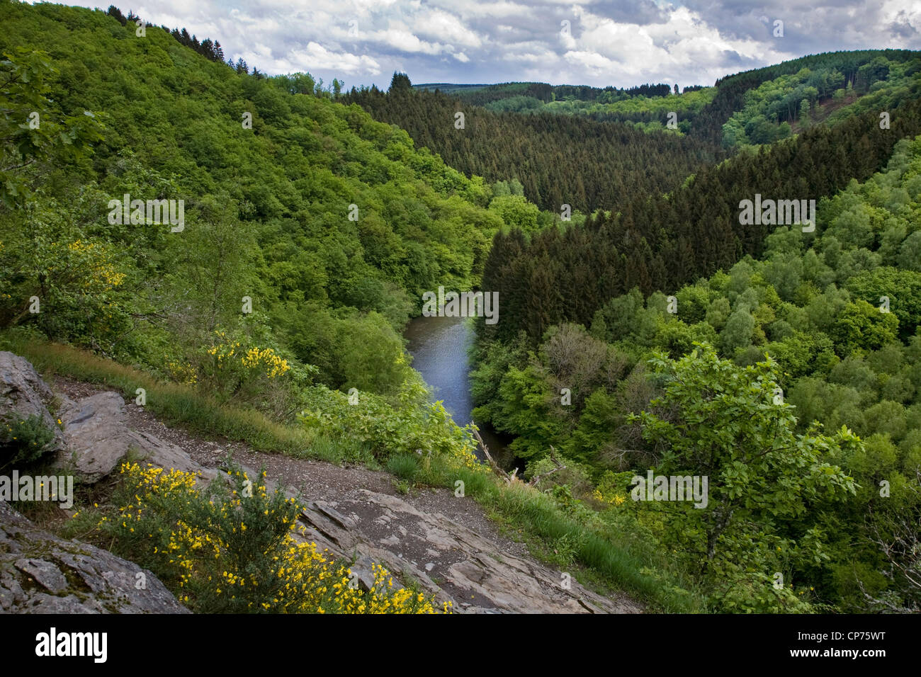 Belgian forest hi-res stock photography and images - Alamy