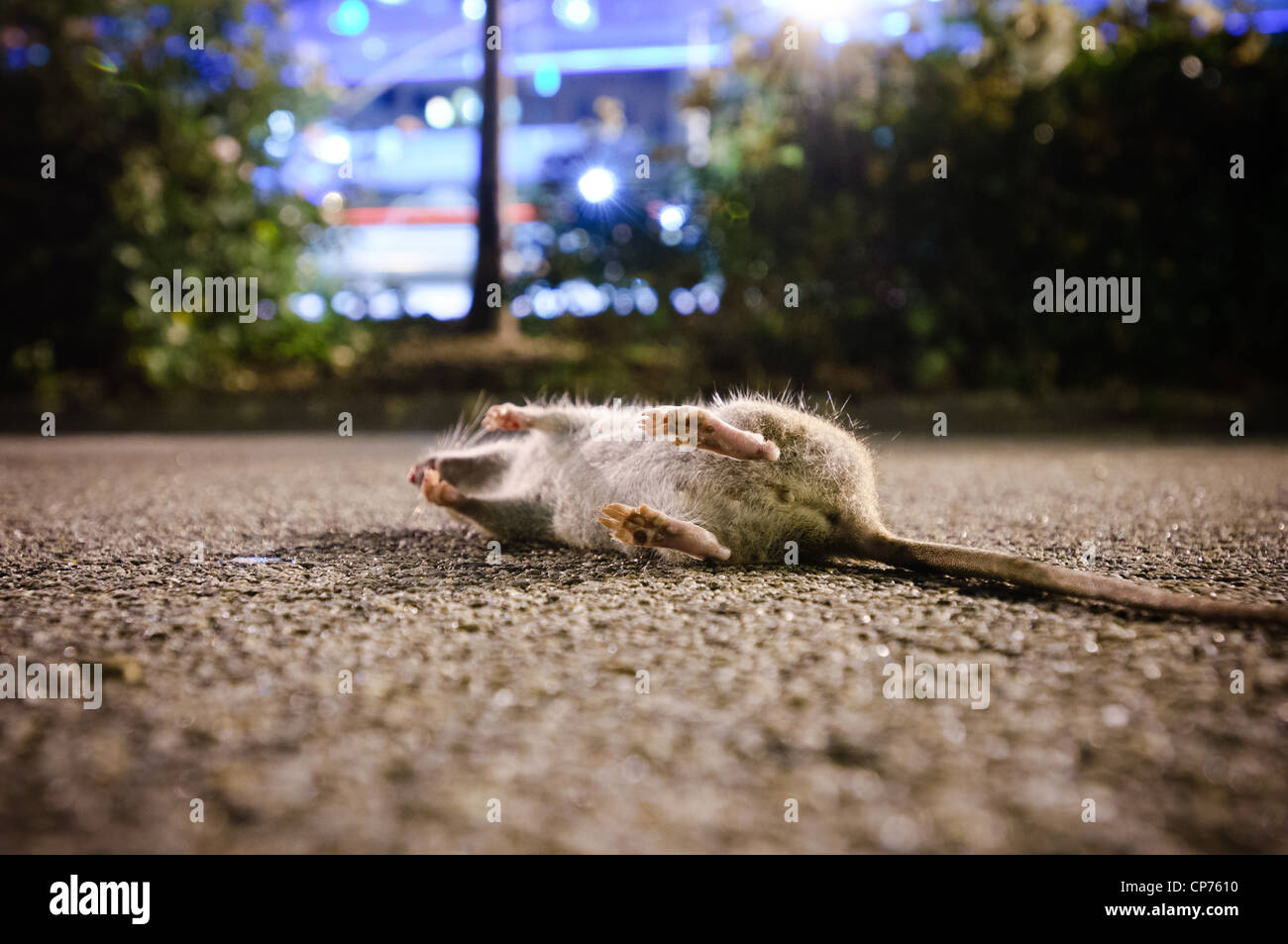 A dead rat on a bike path in New York City, NY, USA Stock Photo - Alamy