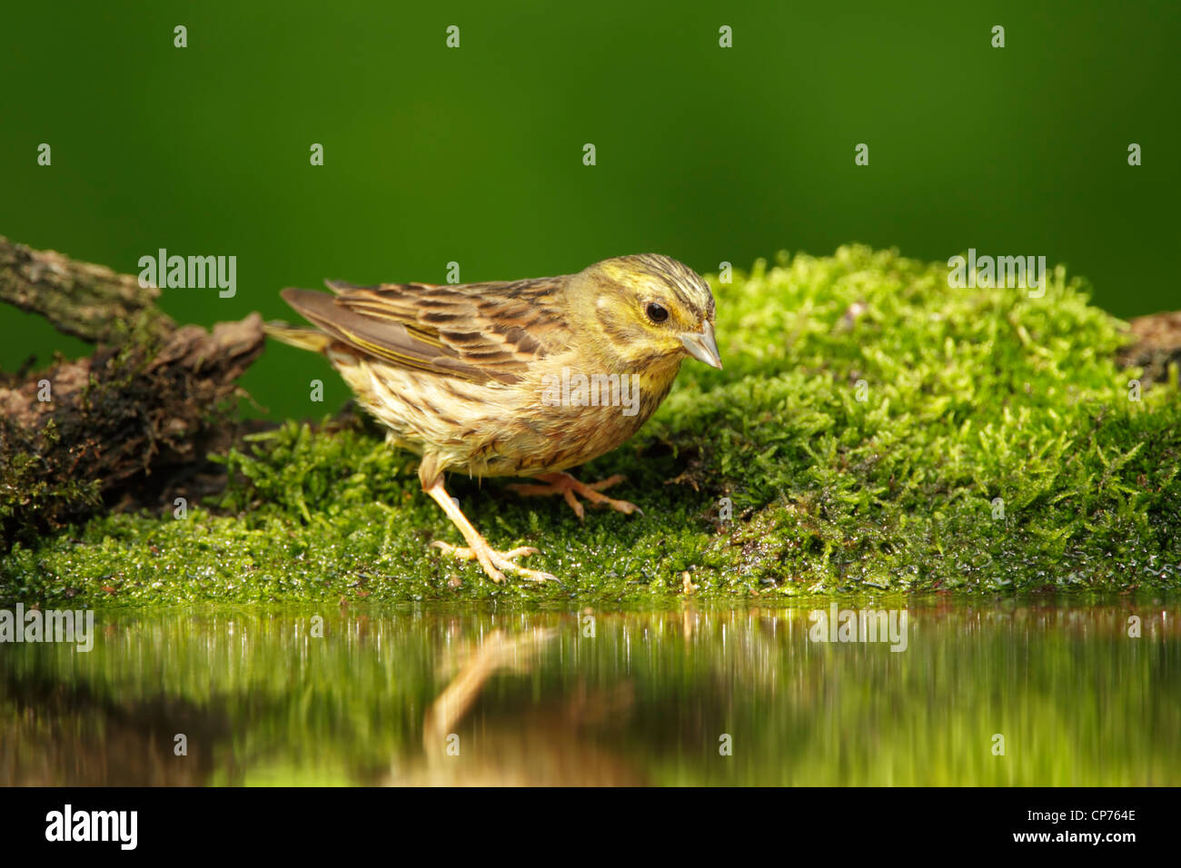 Yellowhammer (Emberiza citrinella) female at the edge of a woodland ...