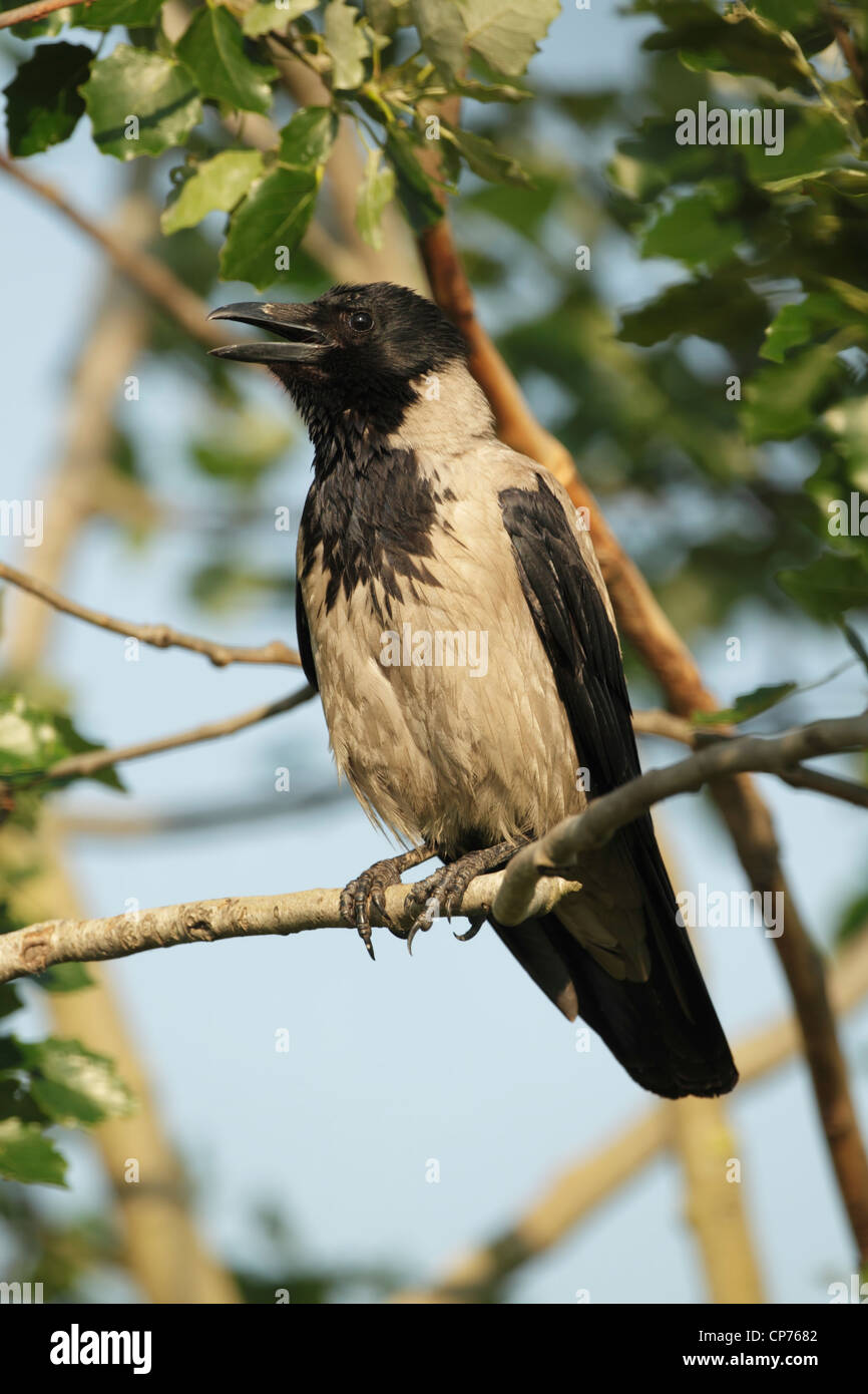 Hooded Crow (Corvus cornix) perched in a tree while calling Stock Photo ...