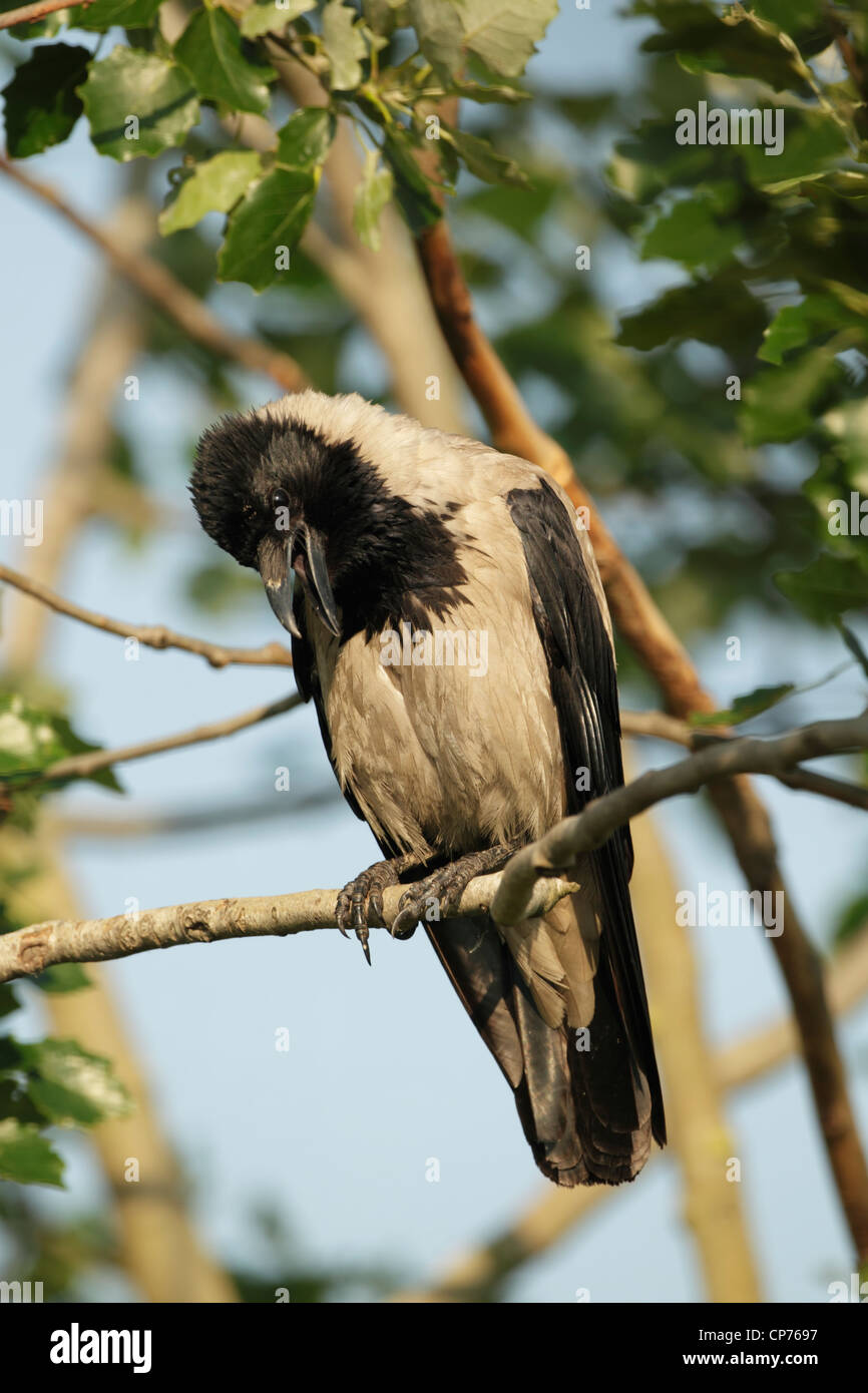 Hooded Crow (Corvus cornix) perched in a tree and looking down while ...