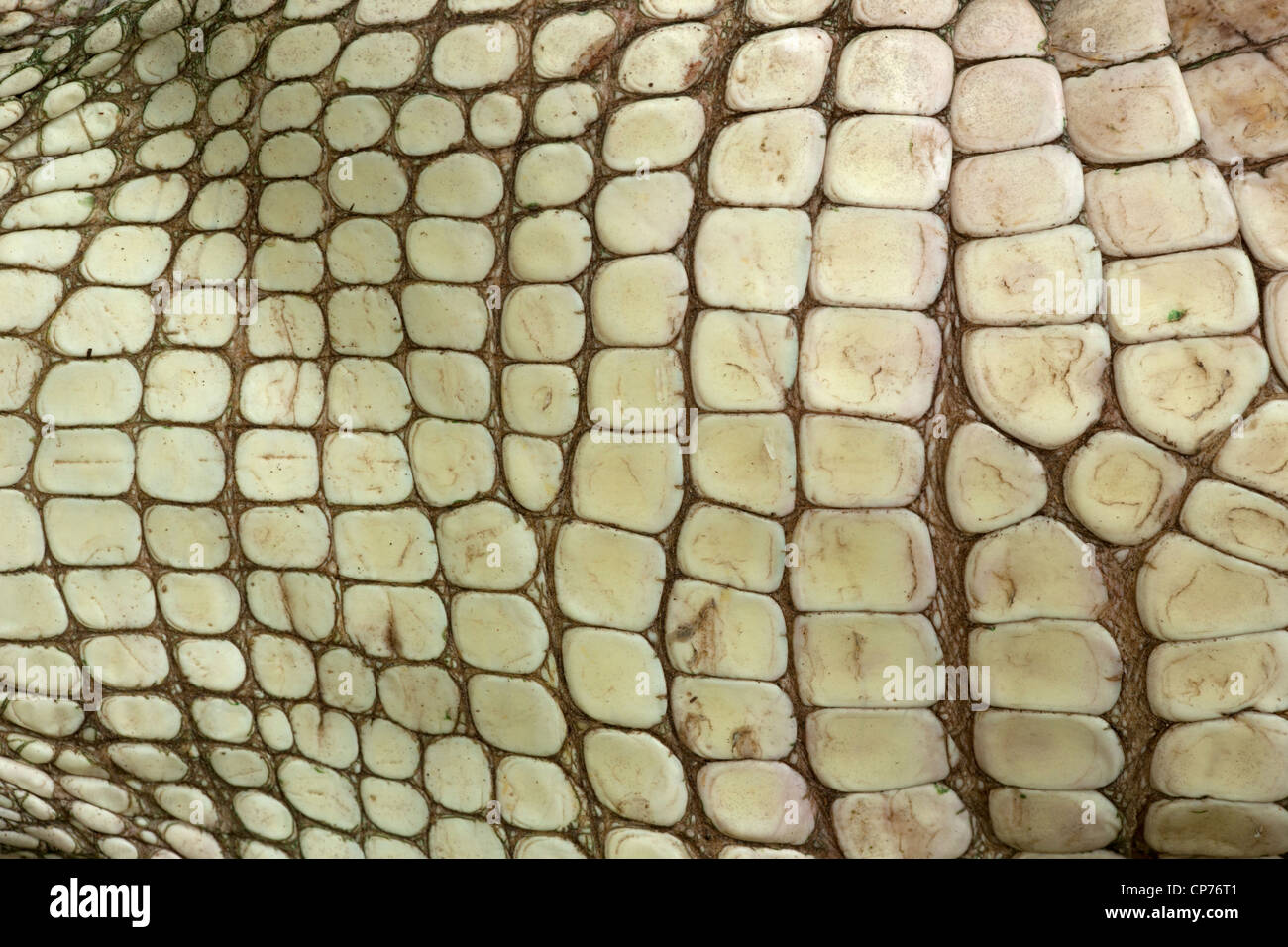 Ventral scale hi-res stock photography and images - Alamy