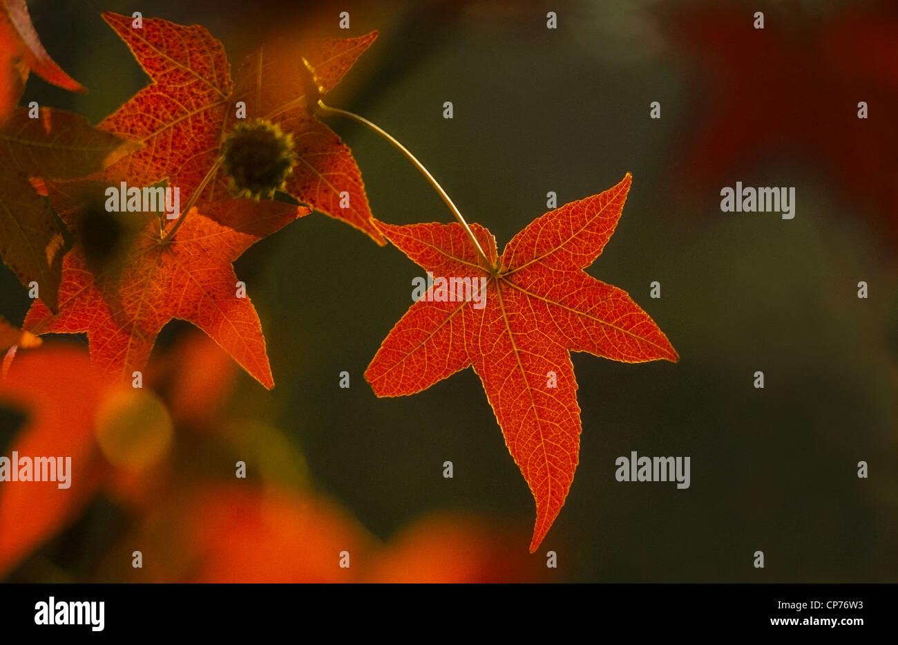 Colorful fall leaves of the Liquidamber tree (Liquidambar styraciflua ...