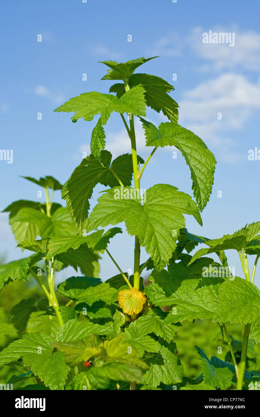 Currant wallpaper hi-res stock photography and images - Alamy