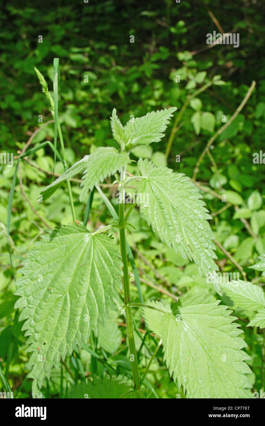 growing in thickets nettle, the colored photo Stock Photo - Alamy