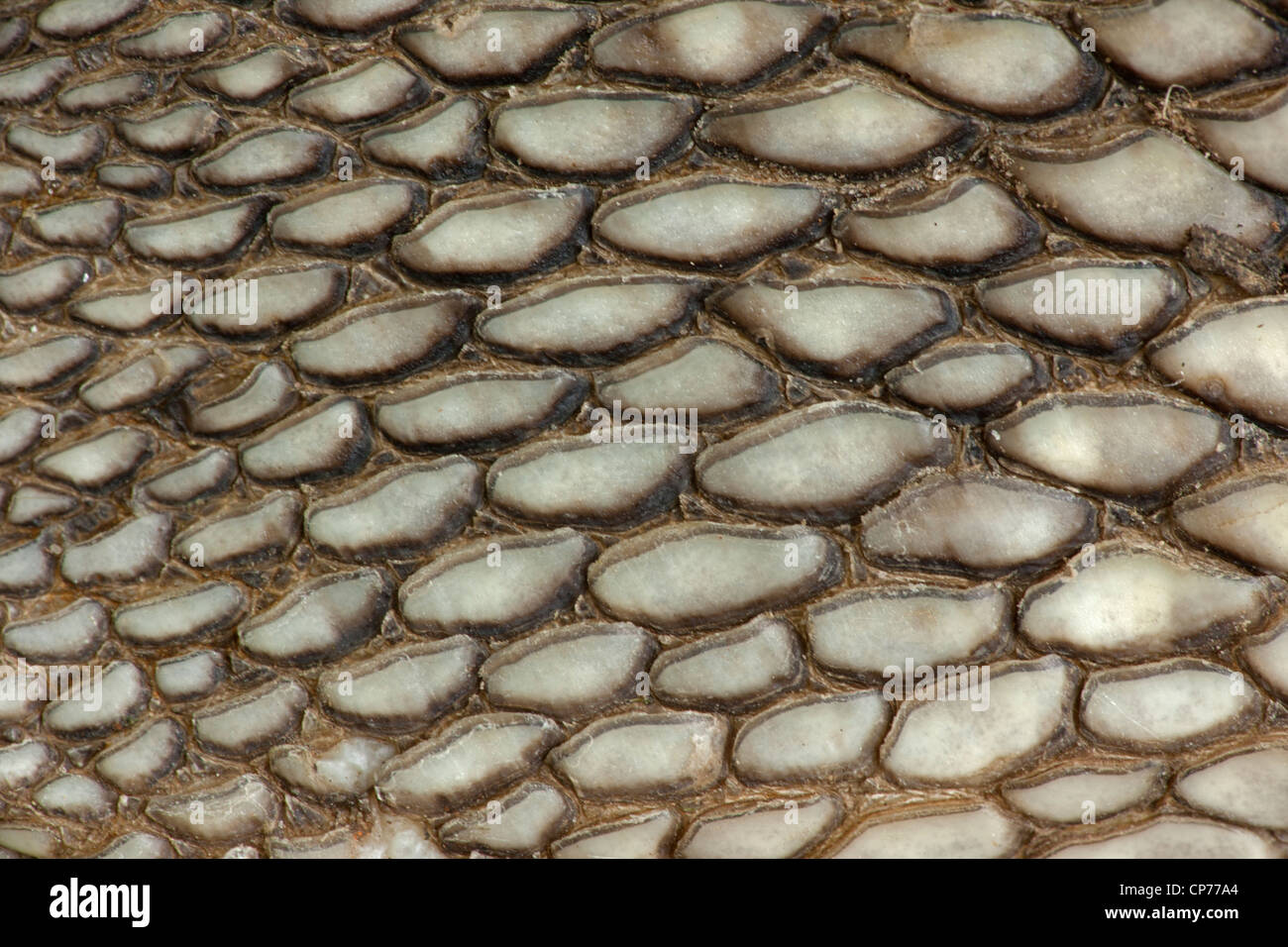 American Alligator, Alligator mississippienensis, detail of ventral ...