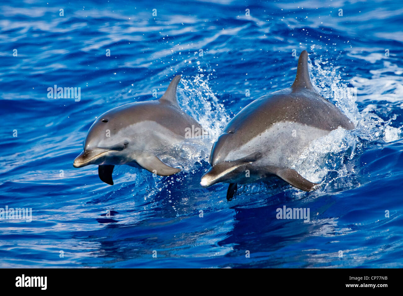 Baby And Mother Dolphin High Resolution Stock Photography and Images ...