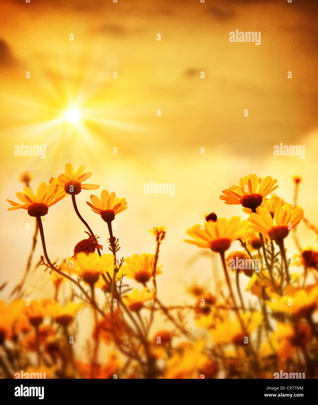 Daisy Field Sunset
