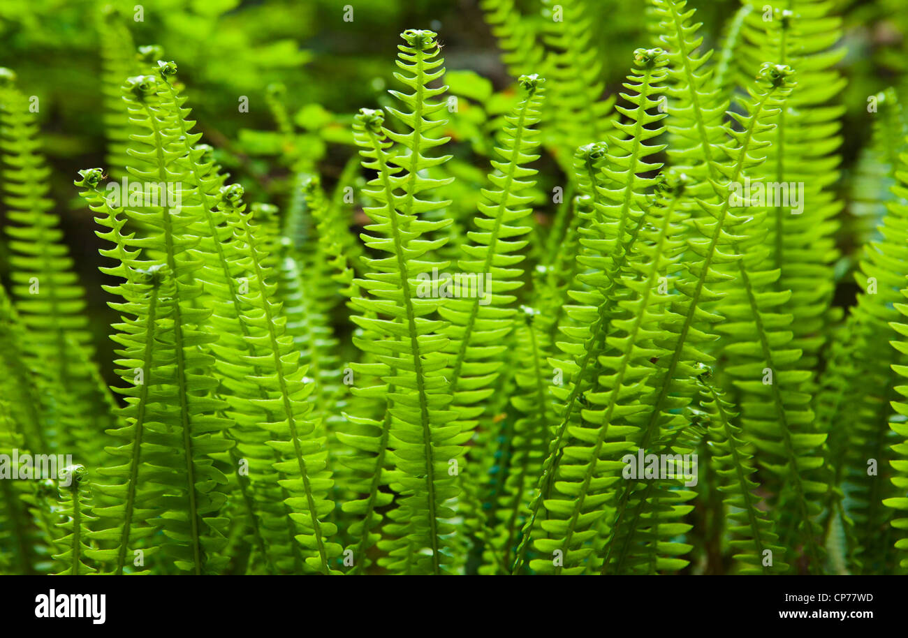 Ferns, Mount Rainier National Park, Washington, USA Stock Photo - Alamy