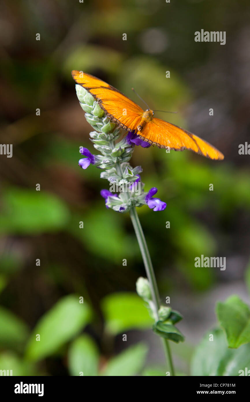 Flame butterfly hi-res stock photography and images - Alamy