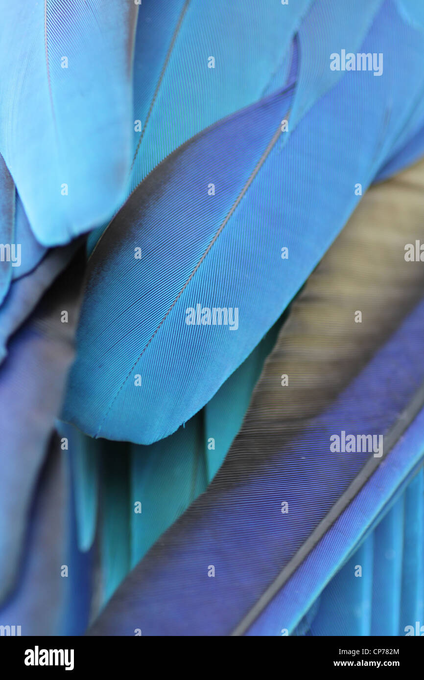 Cobalt blue feathers hi-res stock photography and images - Alamy