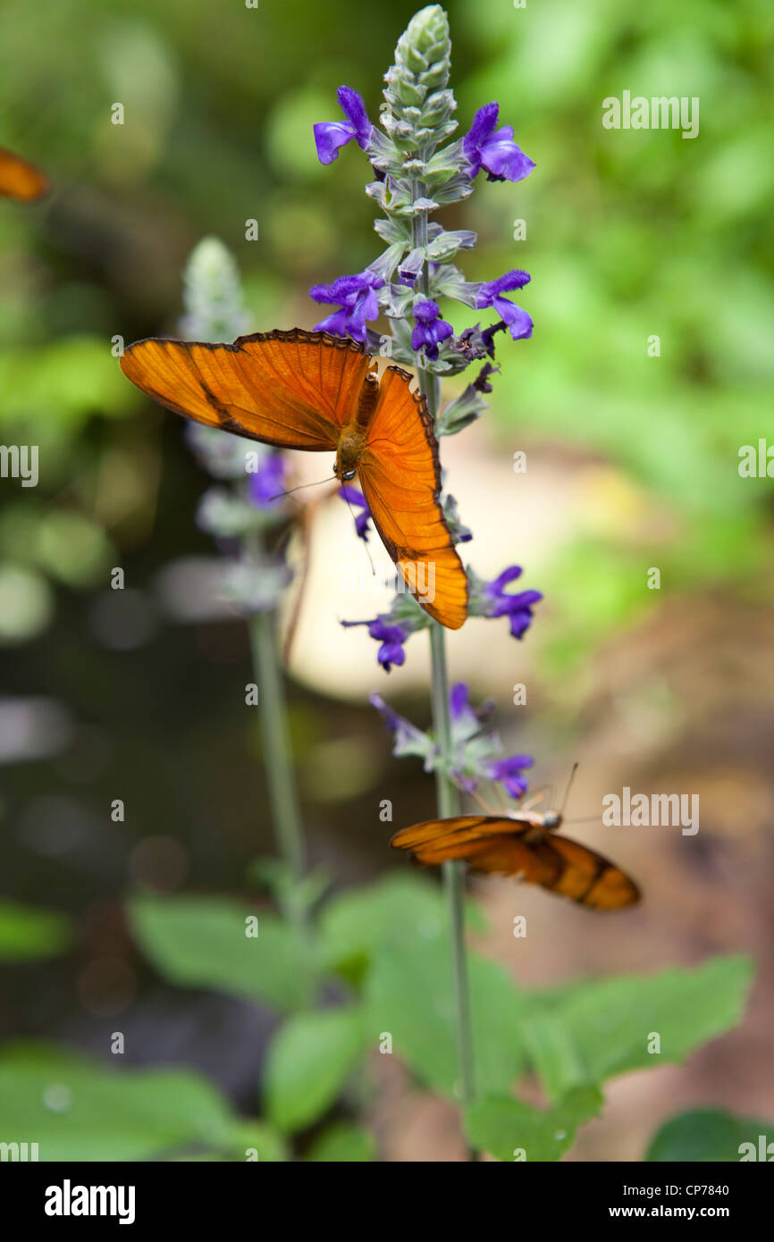 Orange Flame Butterflies sitting on a purple flower, at Butterfly World ...