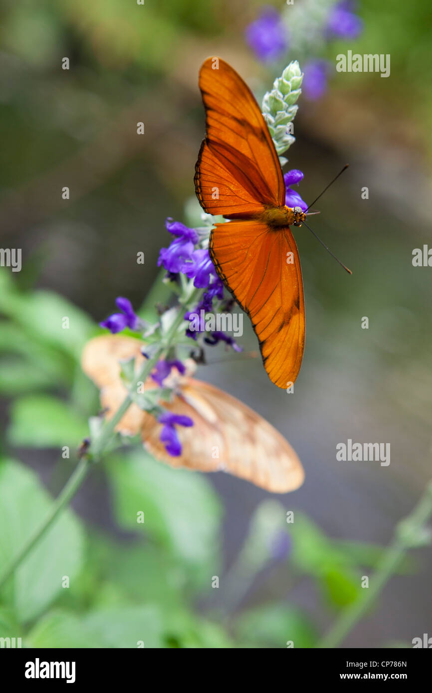 Orange Flame Butterflies sitting on a purple flower, at Butterfly World ...