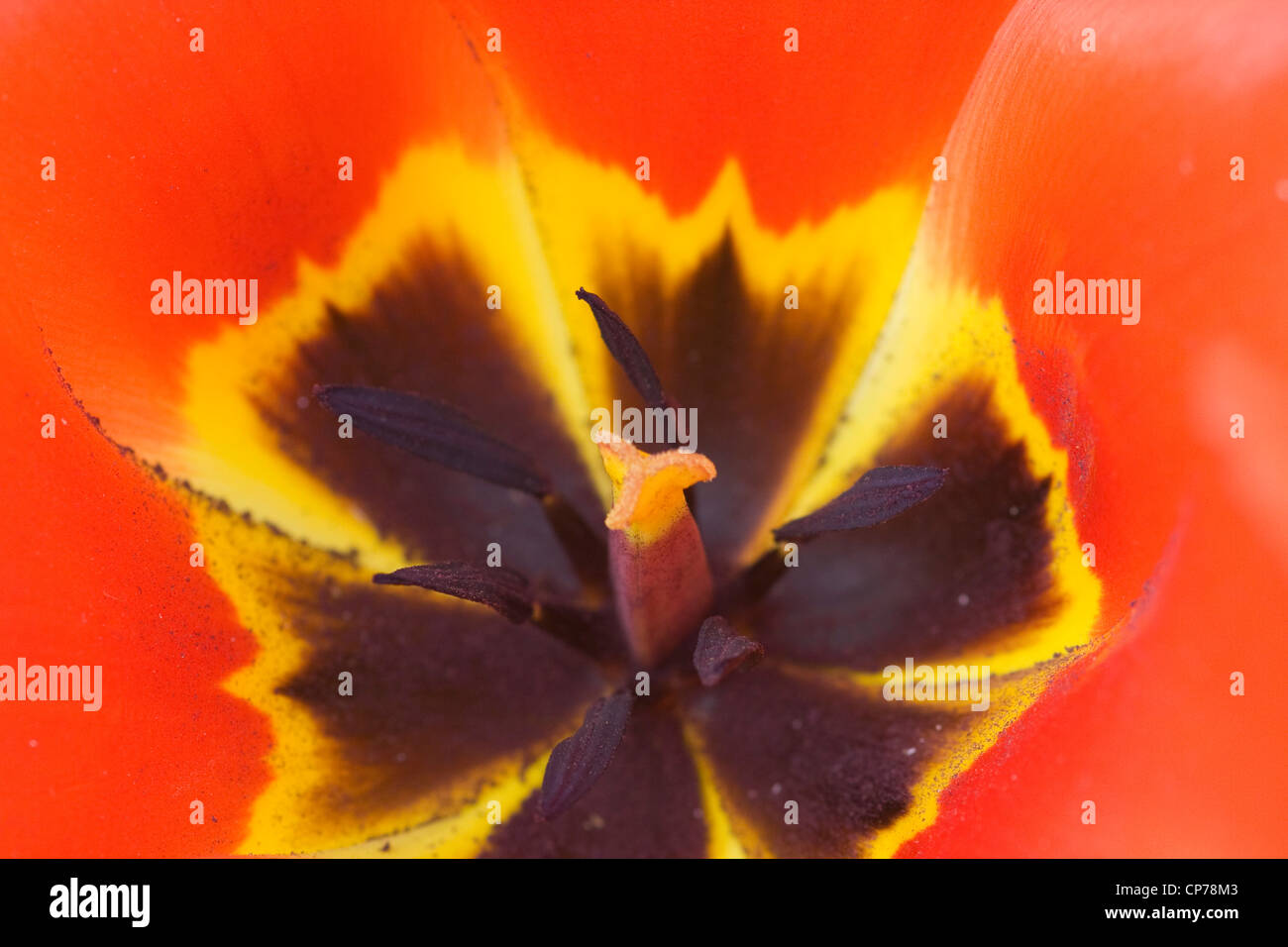 Reproductive organs of a tulip Stock Photo - Alamy
