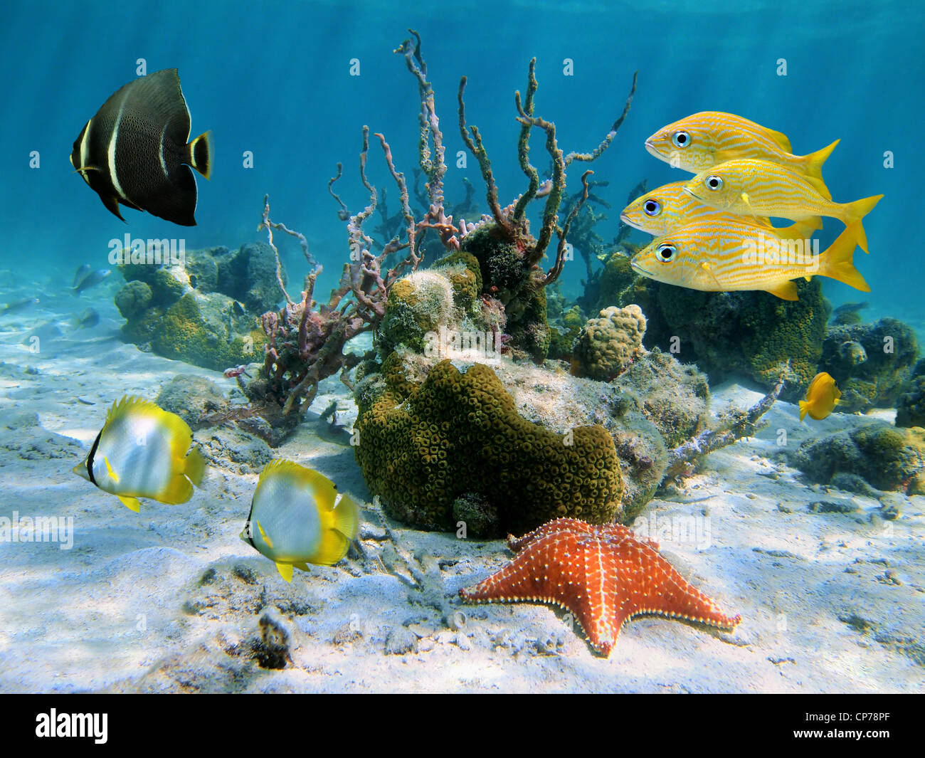 Coral fish starfish caribbean hi-res stock photography and images - Alamy