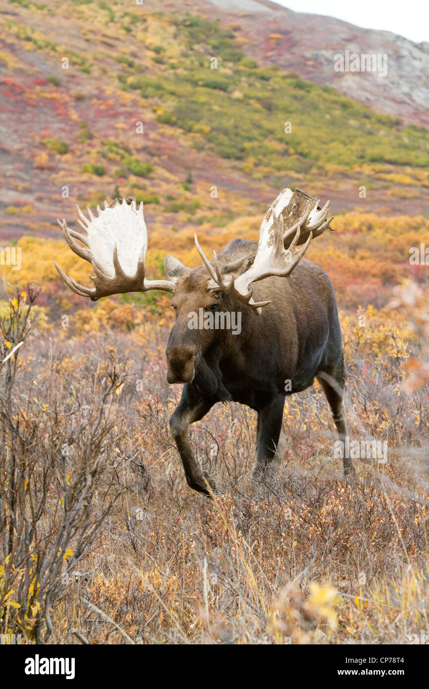 Alaska denali bull moose hi-res stock photography and images - Alamy