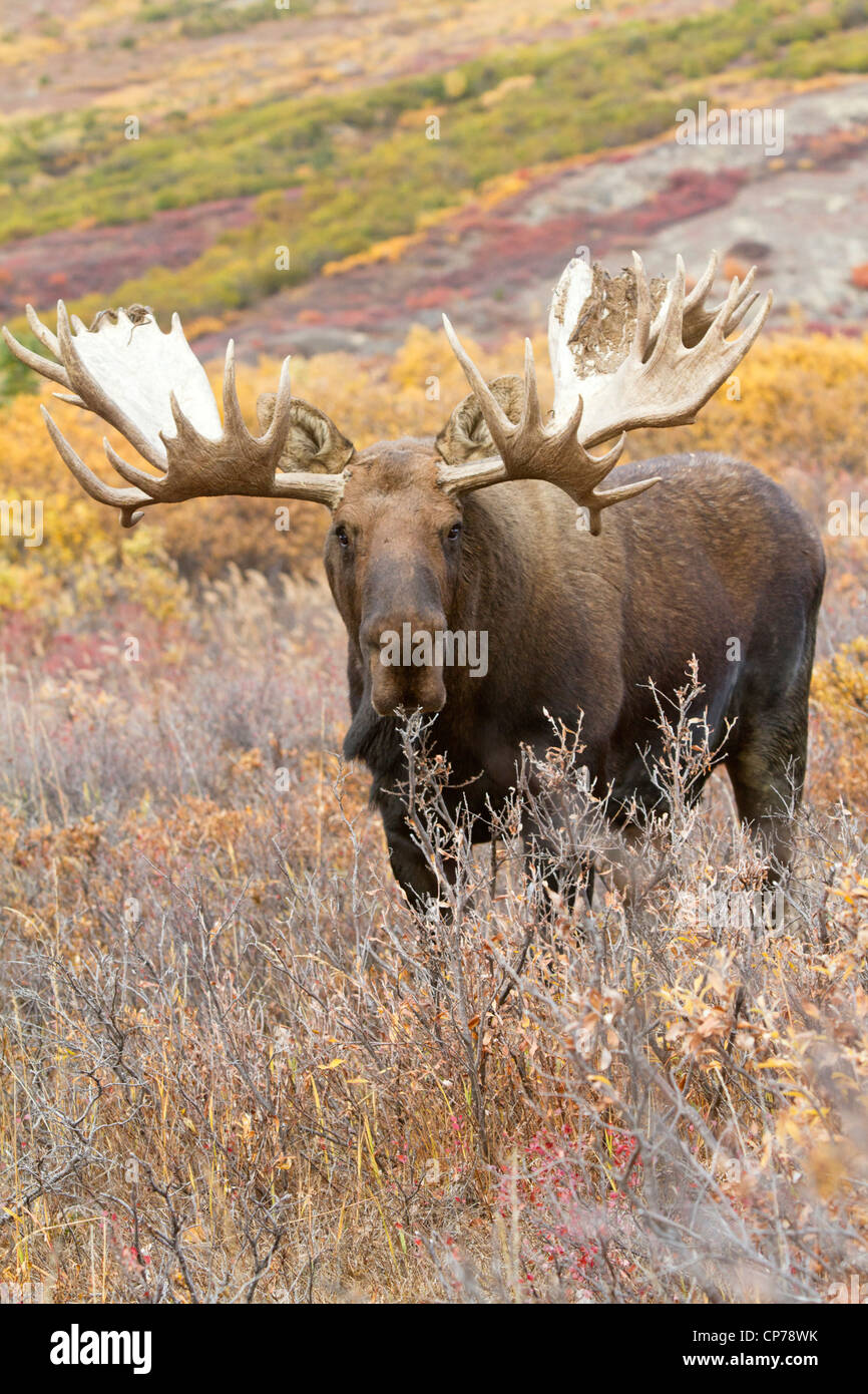 A large bull moose walks thru the Fall foliage in Denali National Park ...