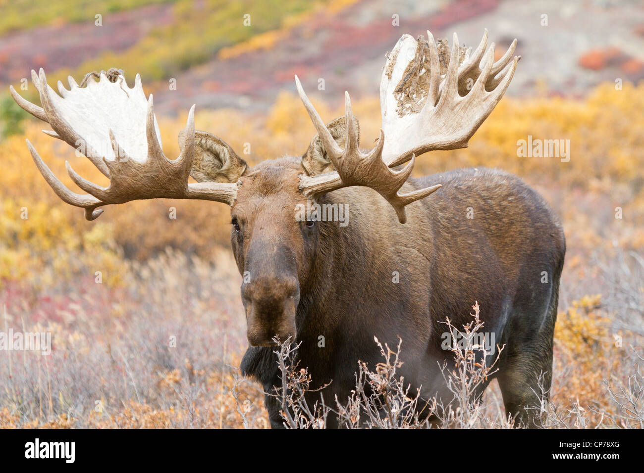 A large bull moose walks thru the Fall foliage in Denali National Park ...