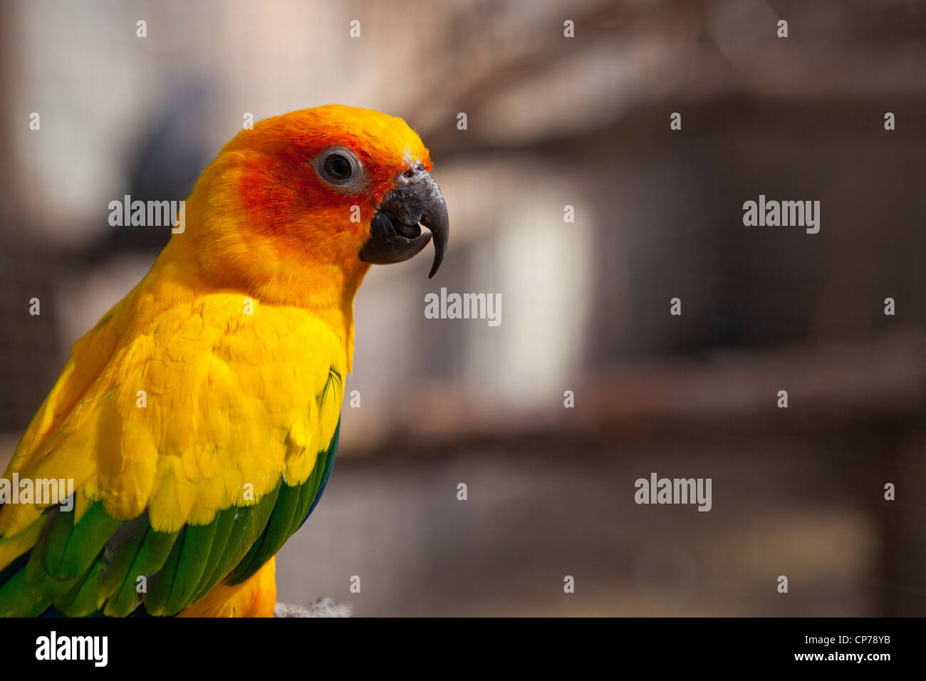 A Sun Parakeet sitting on a fence at Klapmuts, South Africa Stock Photo ...