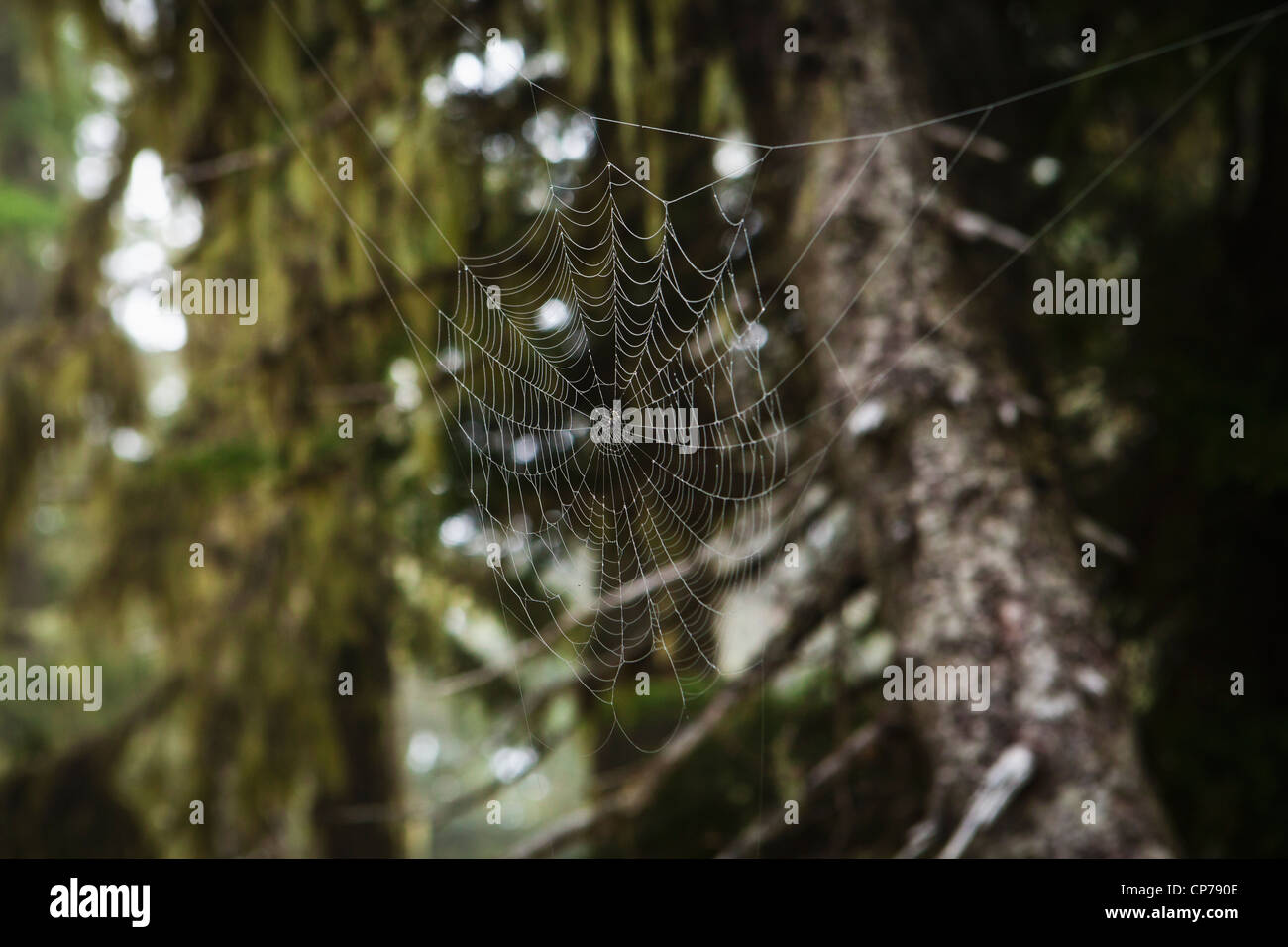 A spider web hanging in the forest trees, Mount Rainier National Park ...