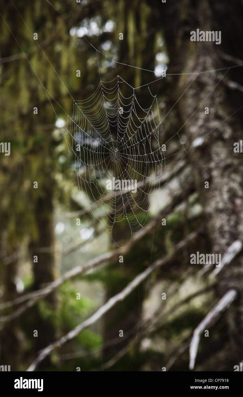 A spider web hanging in the forest trees, Mount Rainier National Park ...