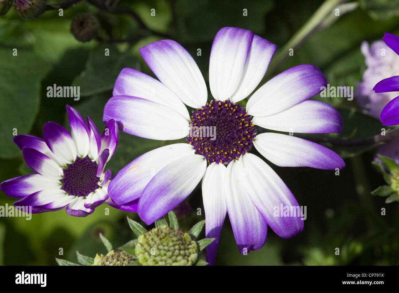 Close up of 'Senetti' flower Pericallis hybrids Stock Photo - Alamy