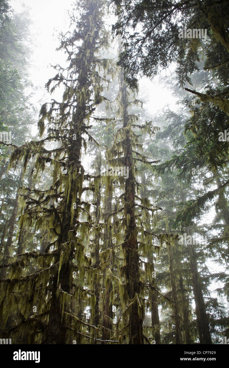 Old growth trees in the fog, Mount Rainier National Park, Washington ...