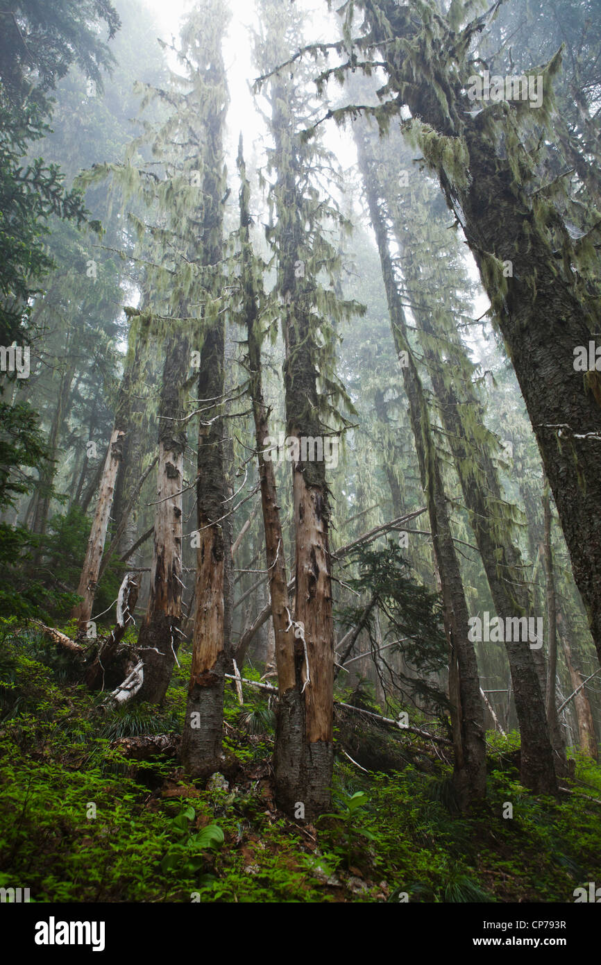 Old growth trees in the fog, Mount Rainier National Park, Washington ...