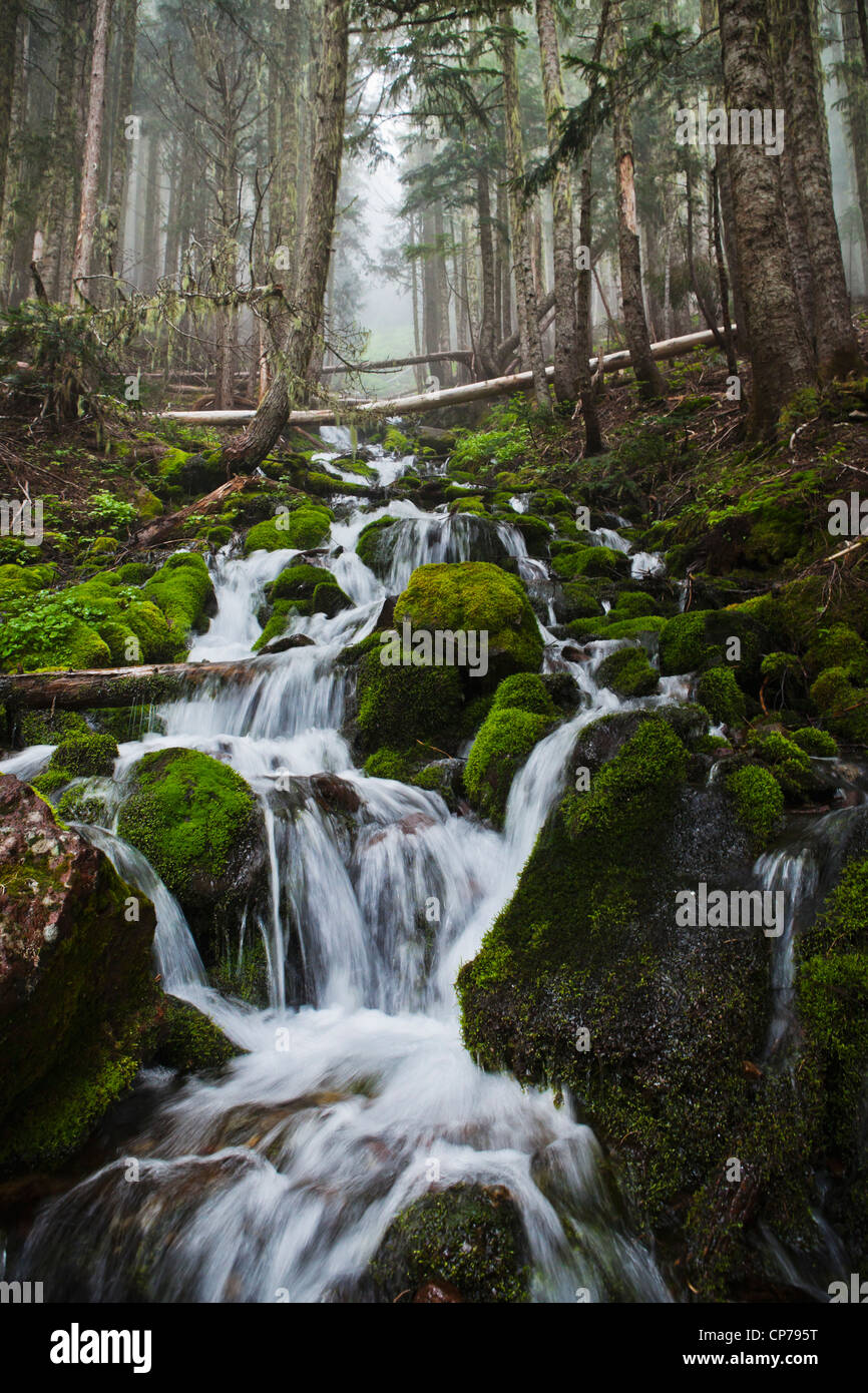 A rocky moss covered stream bed running down a mountainside, Mount ...