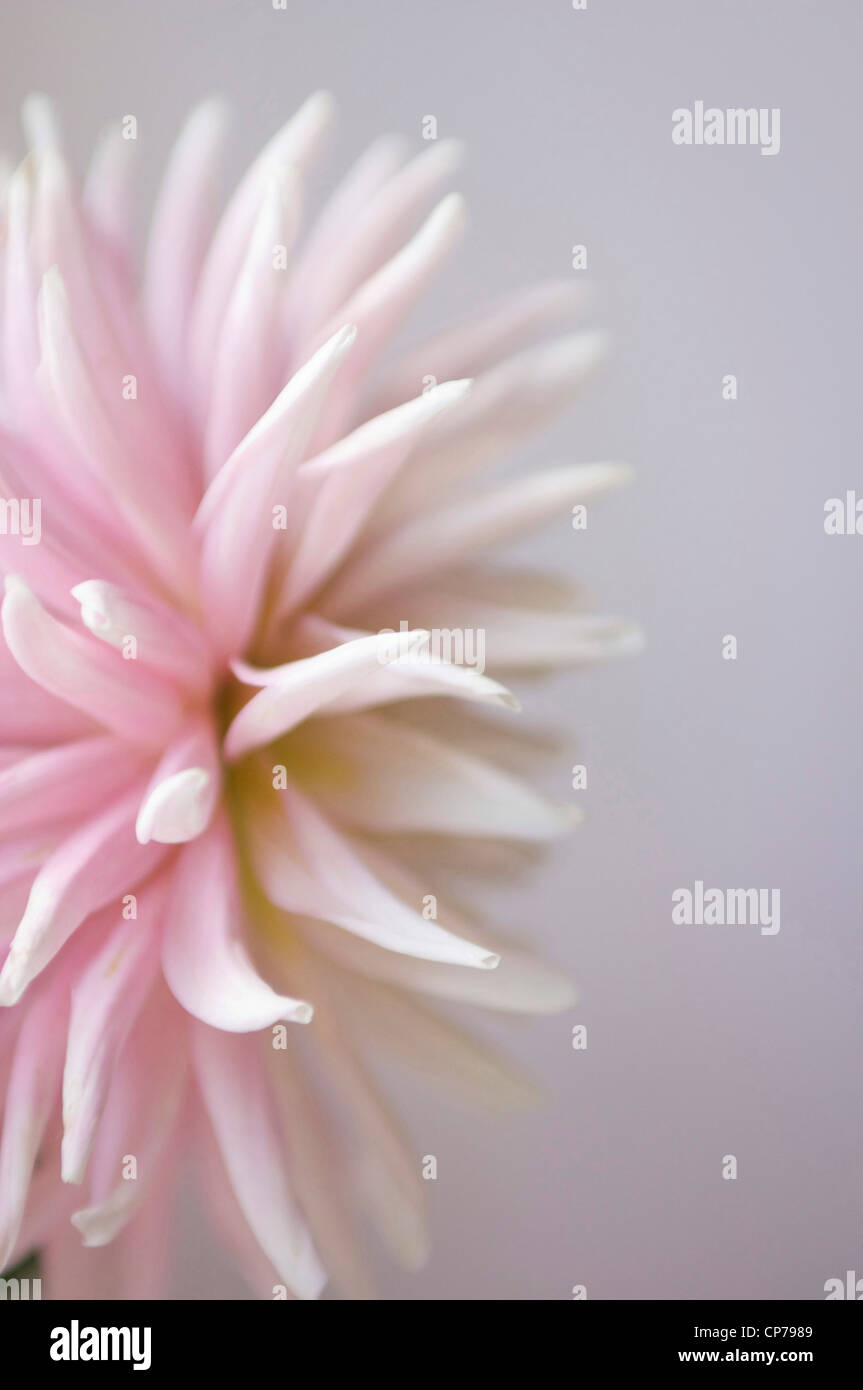 Dahlia cultivar, Dahlia, Pink, Grey Stock Photo - Alamy
