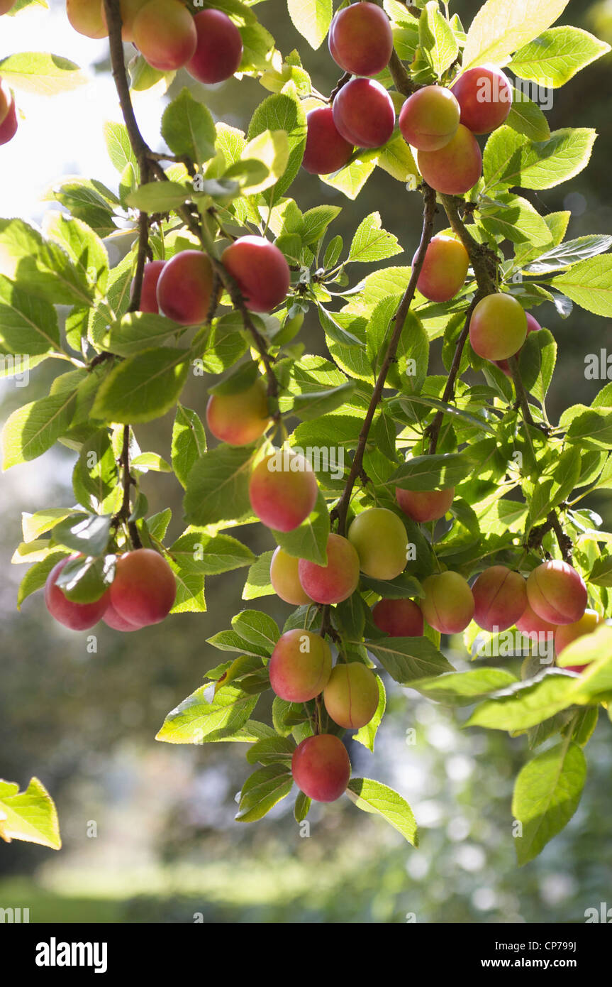 Prunus domestica hi-res stock photography and images - Alamy