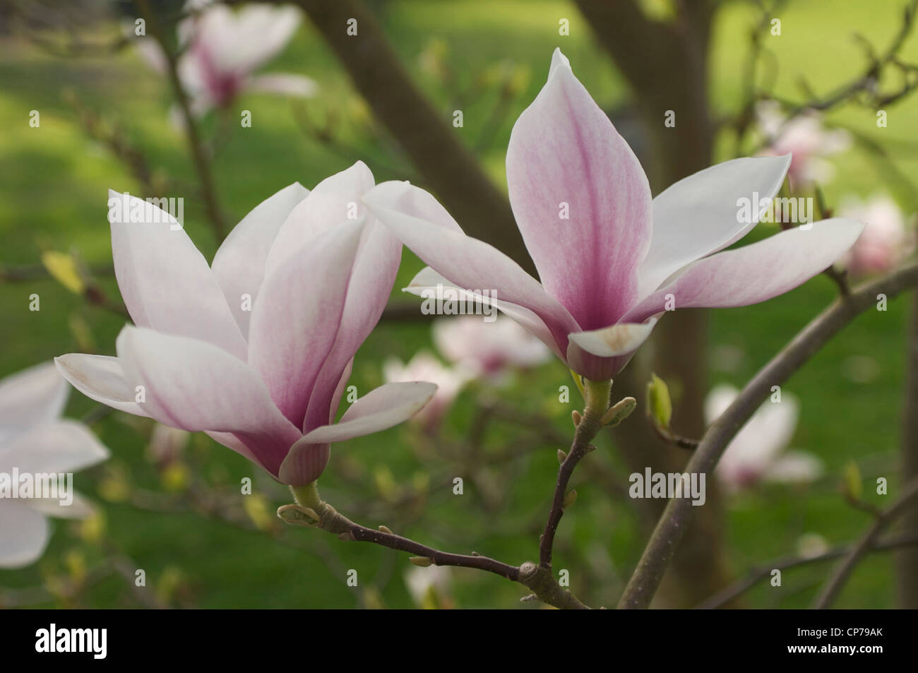 Magnolia cultivar, Magnolia, White Stock Photo - Alamy