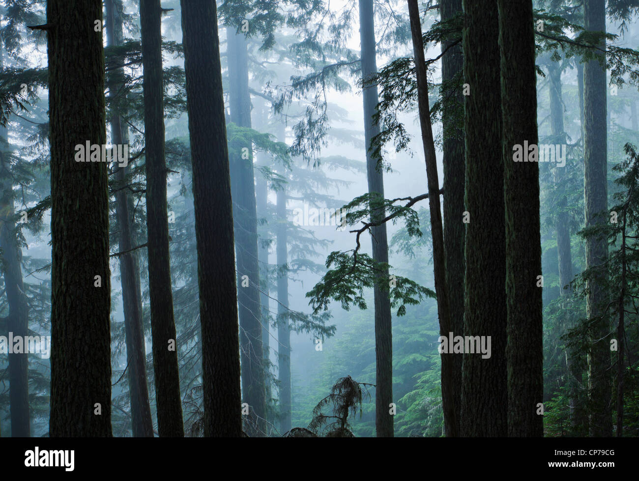 Old growth trees in the fog, Mount Rainier National Park, Washington ...