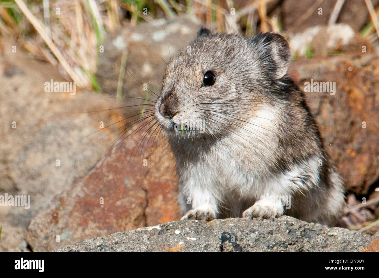 Pika sitting hi-res stock photography and images - Alamy