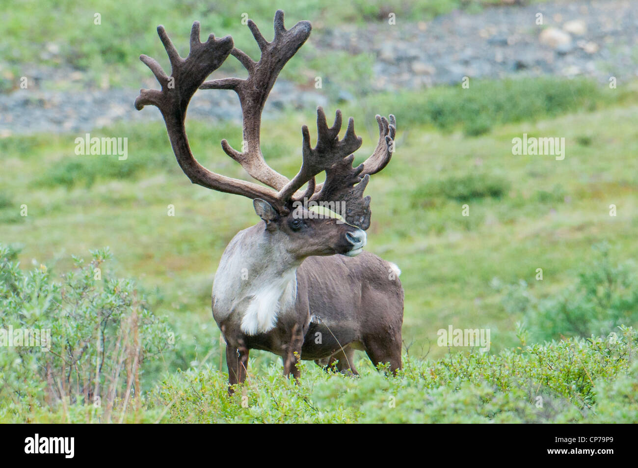 Large bull Caribou in Denali National Park & Preserve, Interior Alaska ...