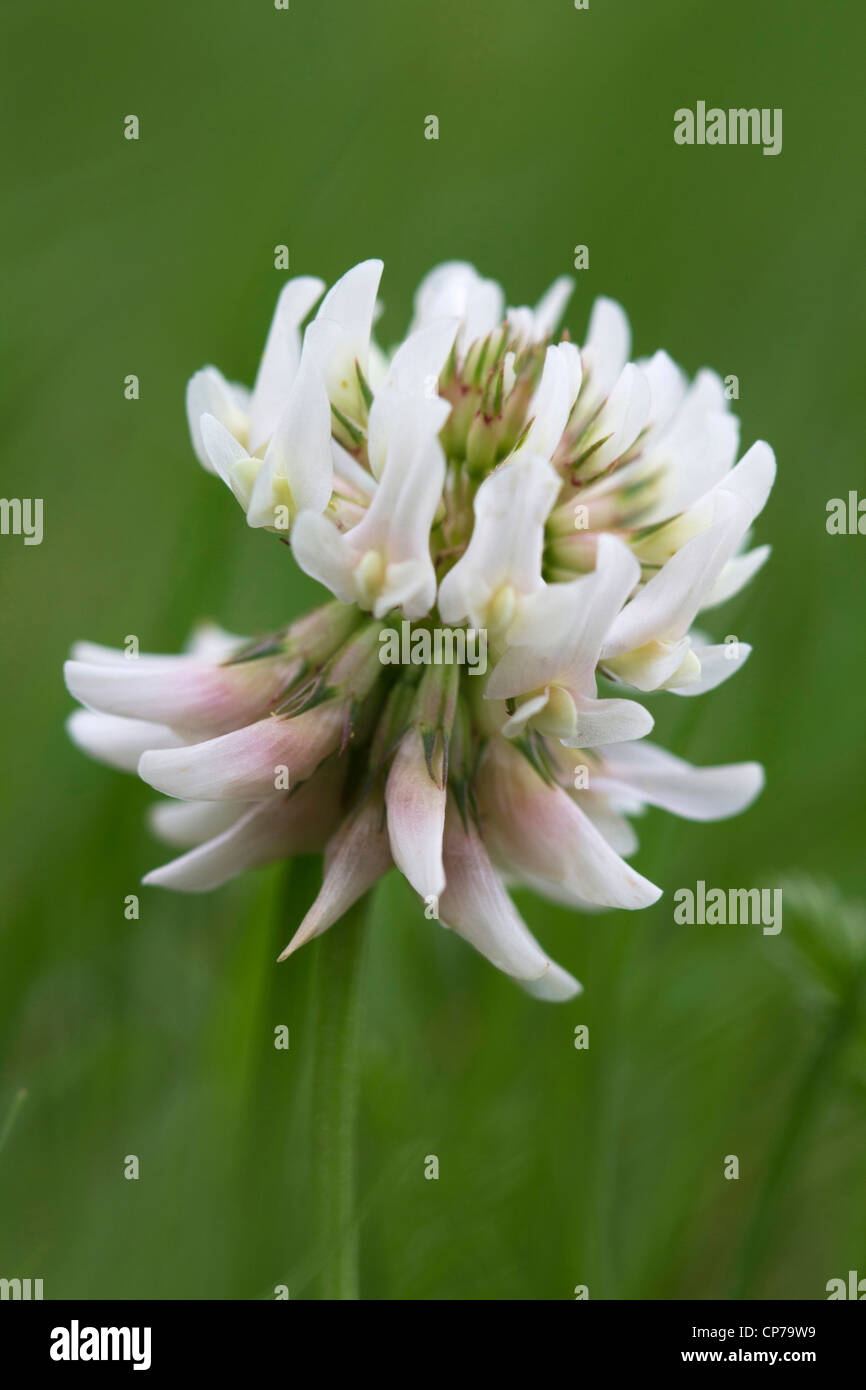 Summer background white clover hi-res stock photography and images - Alamy