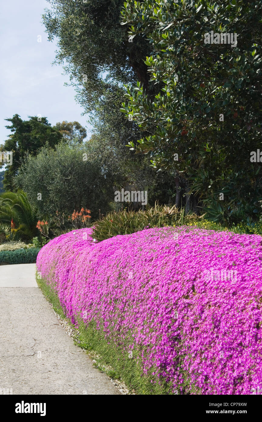 Flower border in Hanbury Botanic Gardens, near Ventimiglia, Liguria ...