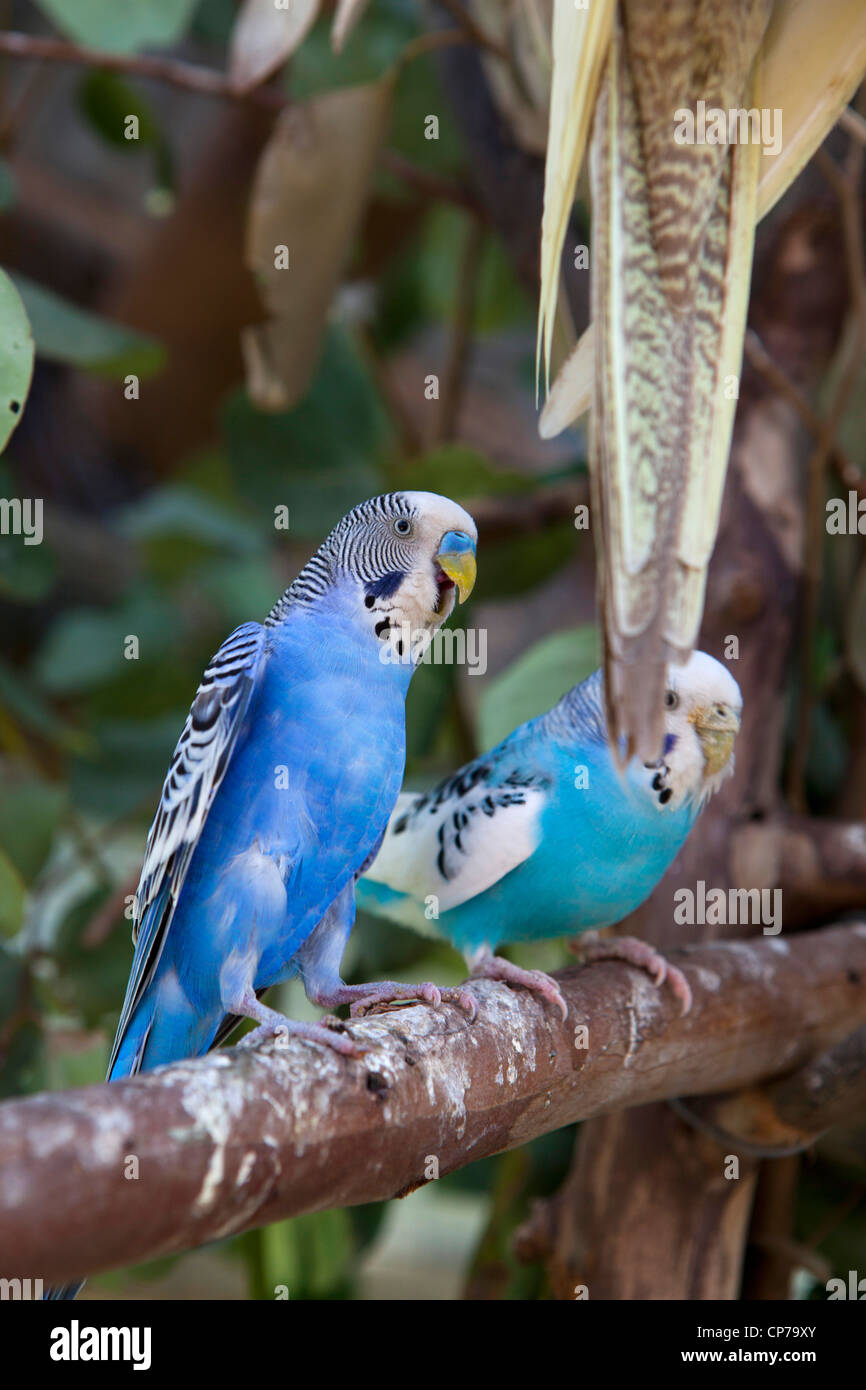 Two Blue Parakeets