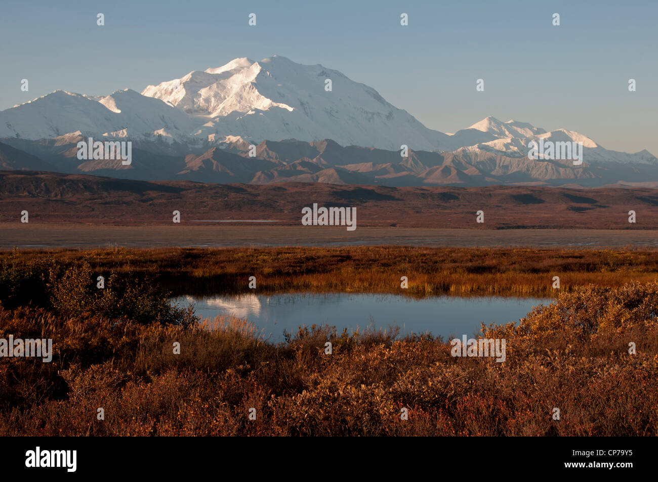 Mt. McKinley with reflection in small tundra pond, Denali National Park ...