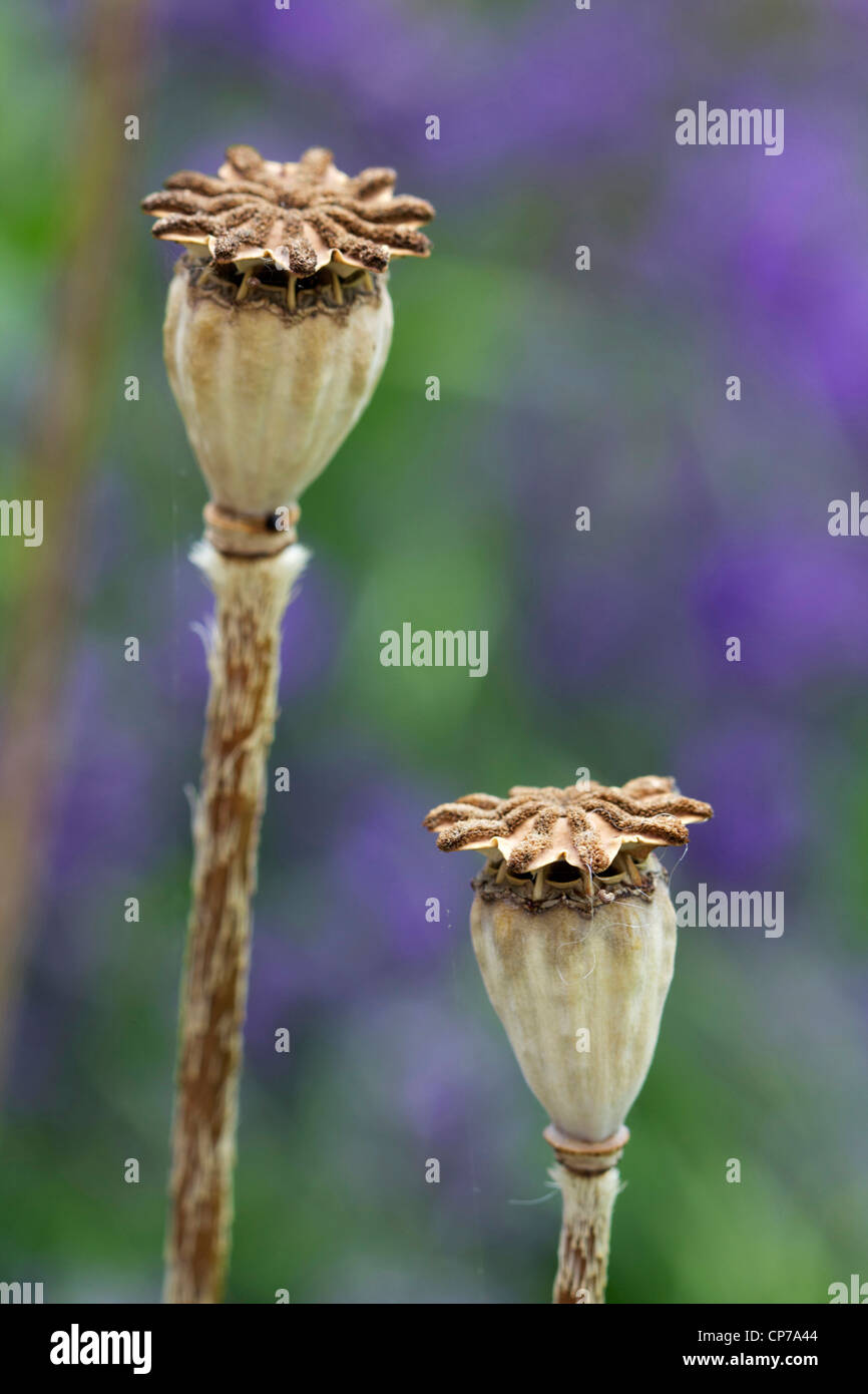 Papaver orientale, Poppy, Oriental poppy, Brown Stock Photo - Alamy