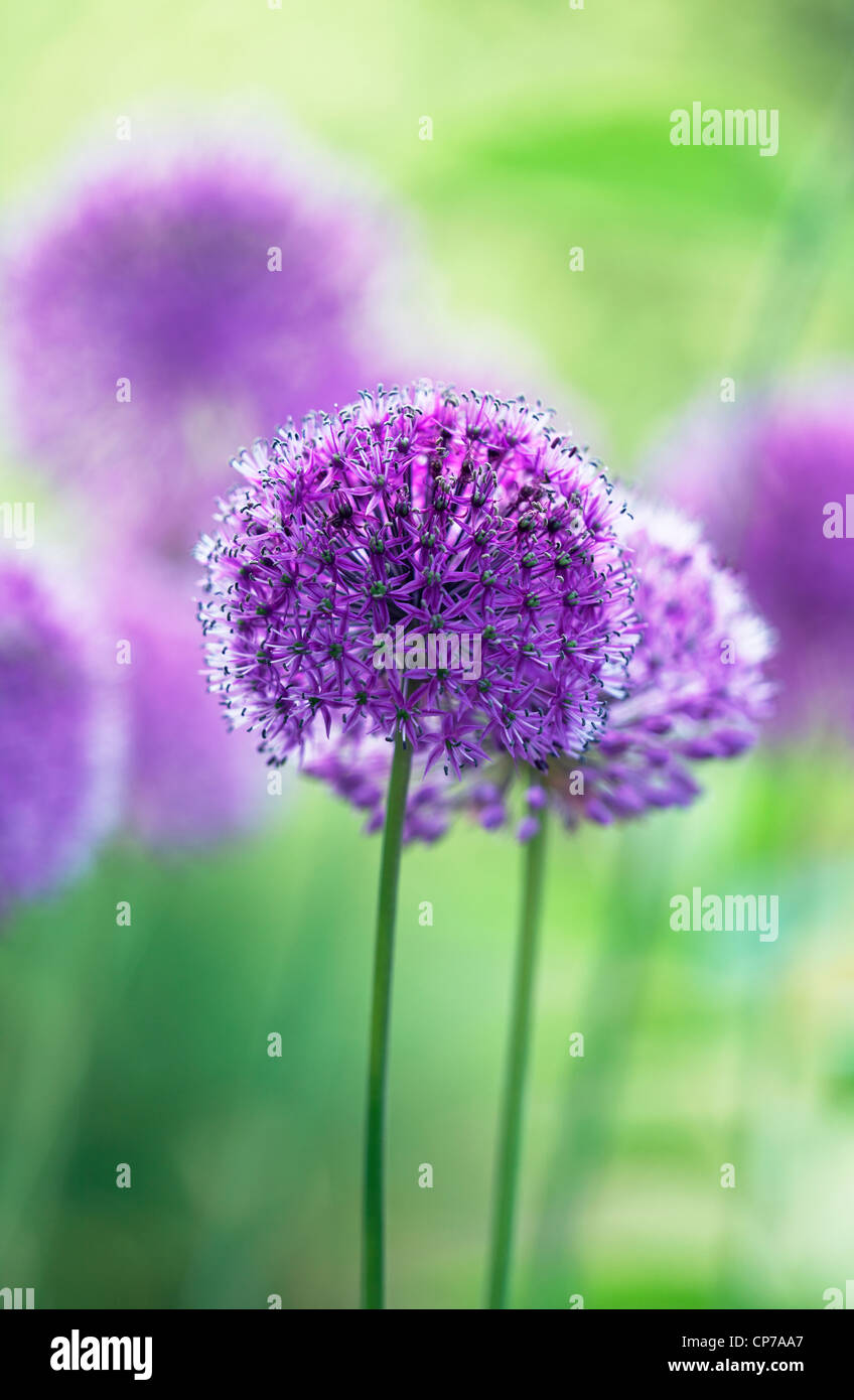Allium aflatunense 'Purple Sensation', Allium, Purple Stock Photo - Alamy