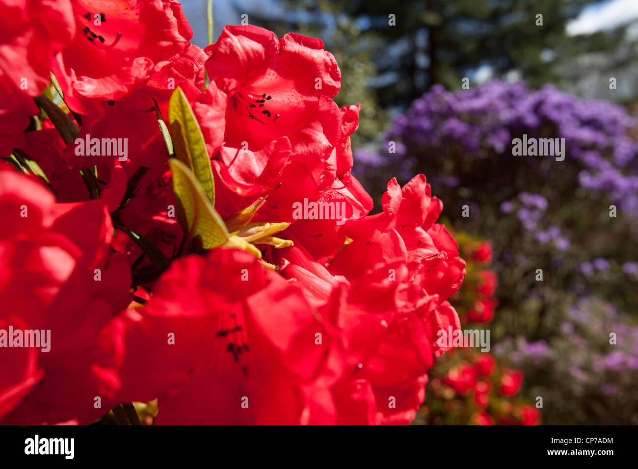 Cholmondeley Castle Gardens. Close up spring view of red rhododendrons ...
