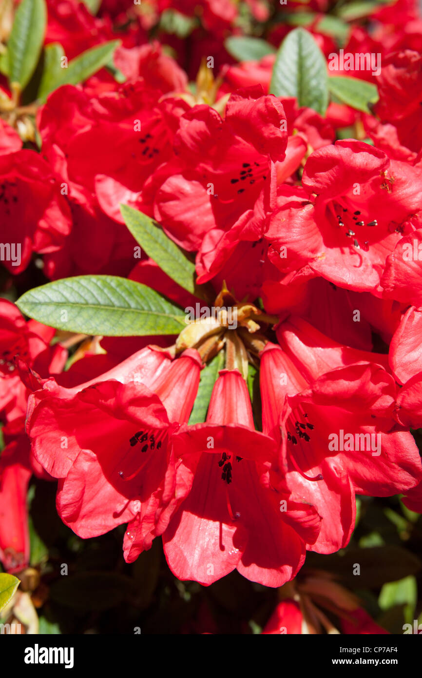 Cholmondeley Castle Gardens. Close up spring view of red rhododendrons ...