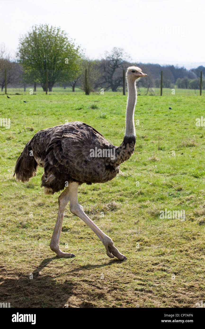 Ostrich in an enclosure Stock Photo - Alamy