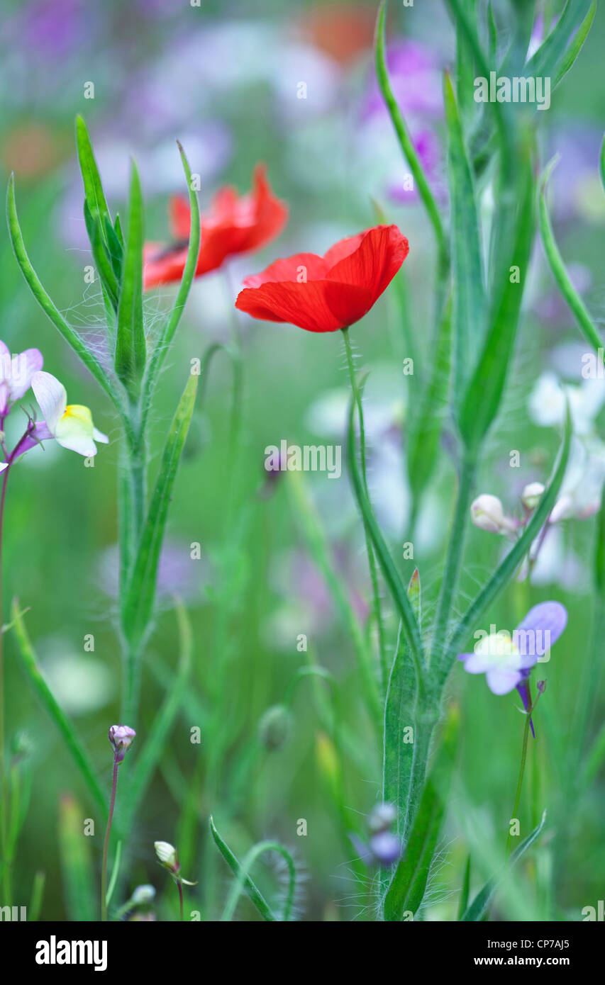 Poppy combination hi-res stock photography and images - Alamy