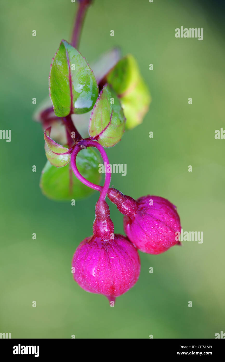 Fuchsia 'Dark eyes', Fuchsia, Pink, Green Stock Photo - Alamy
